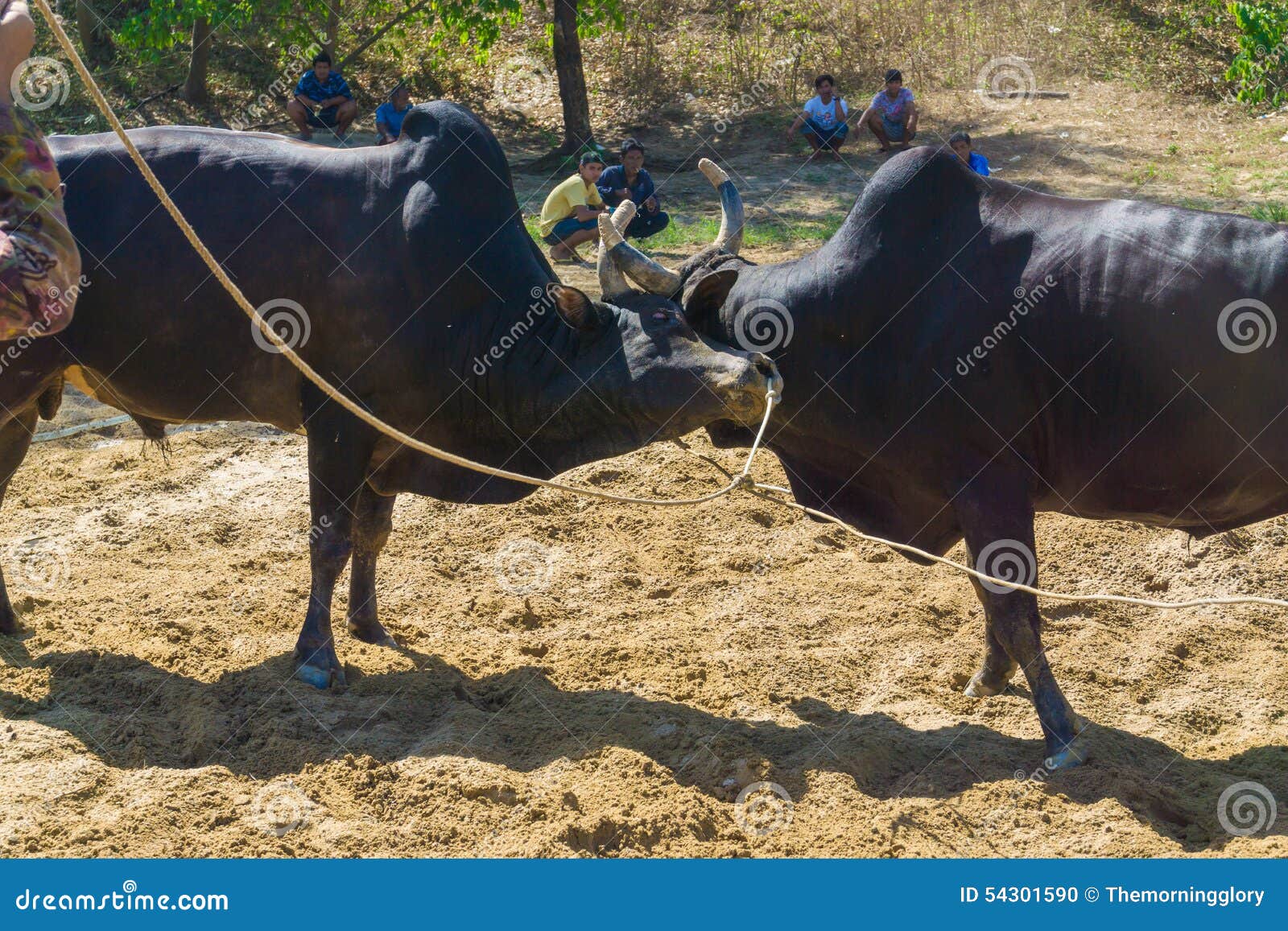 Fighting Cow Attacks on Battle Field Stock Photo - Image of attack ...