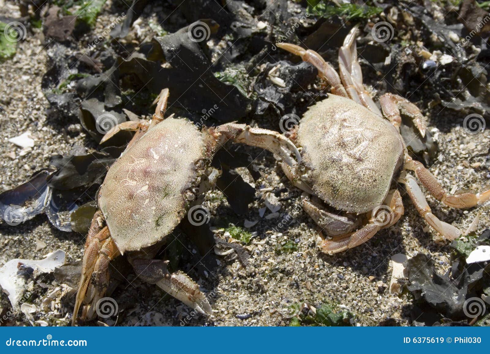 Fighting Crabs stock image. Image of crustacean, crab - 6375619