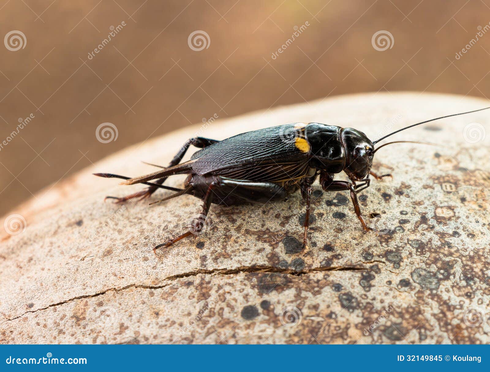 Fighting cricket stock image. Image of brown, ovipositor - 32149845