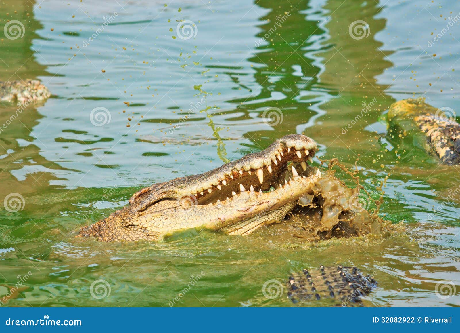 Fighting Of Crocodiles Royalty-Free Stock Image | CartoonDealer.com ...