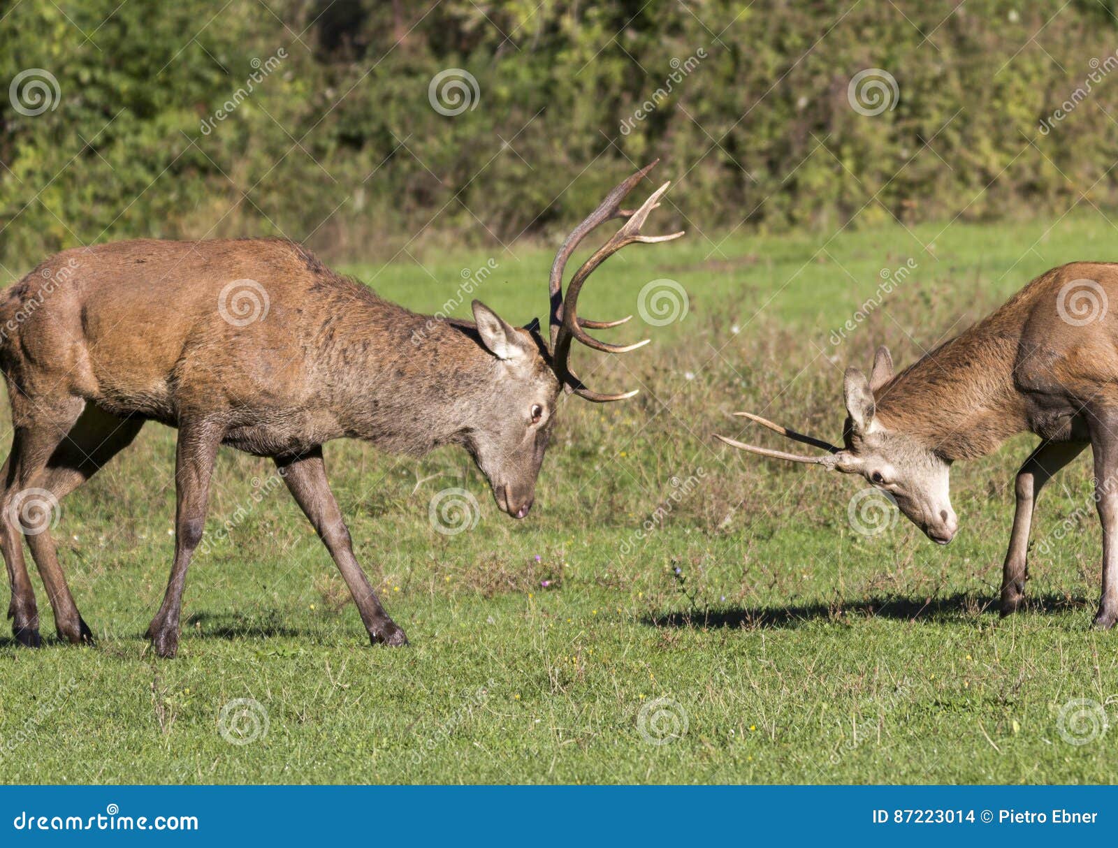 Fighting deers stock photo. Image of horn, nature, fight - 87223014