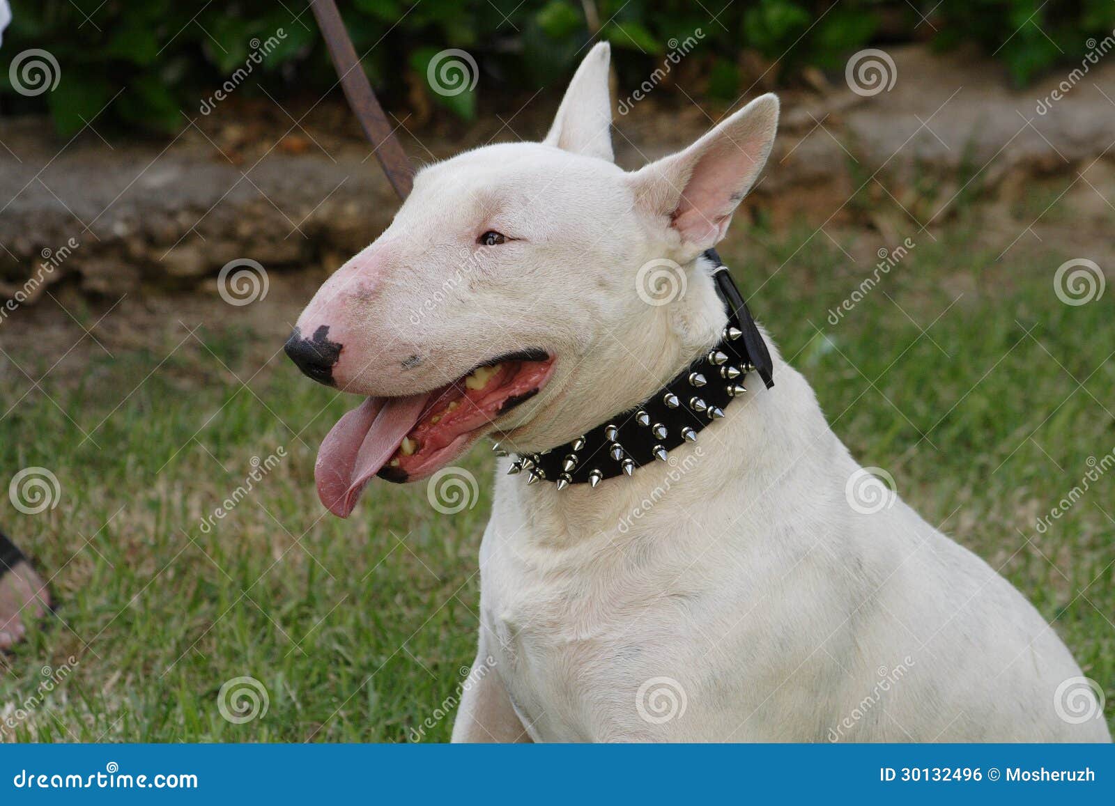 Fighting Dog Bull Terrier Breed Stock Photo - Image of puppy, mammal ...