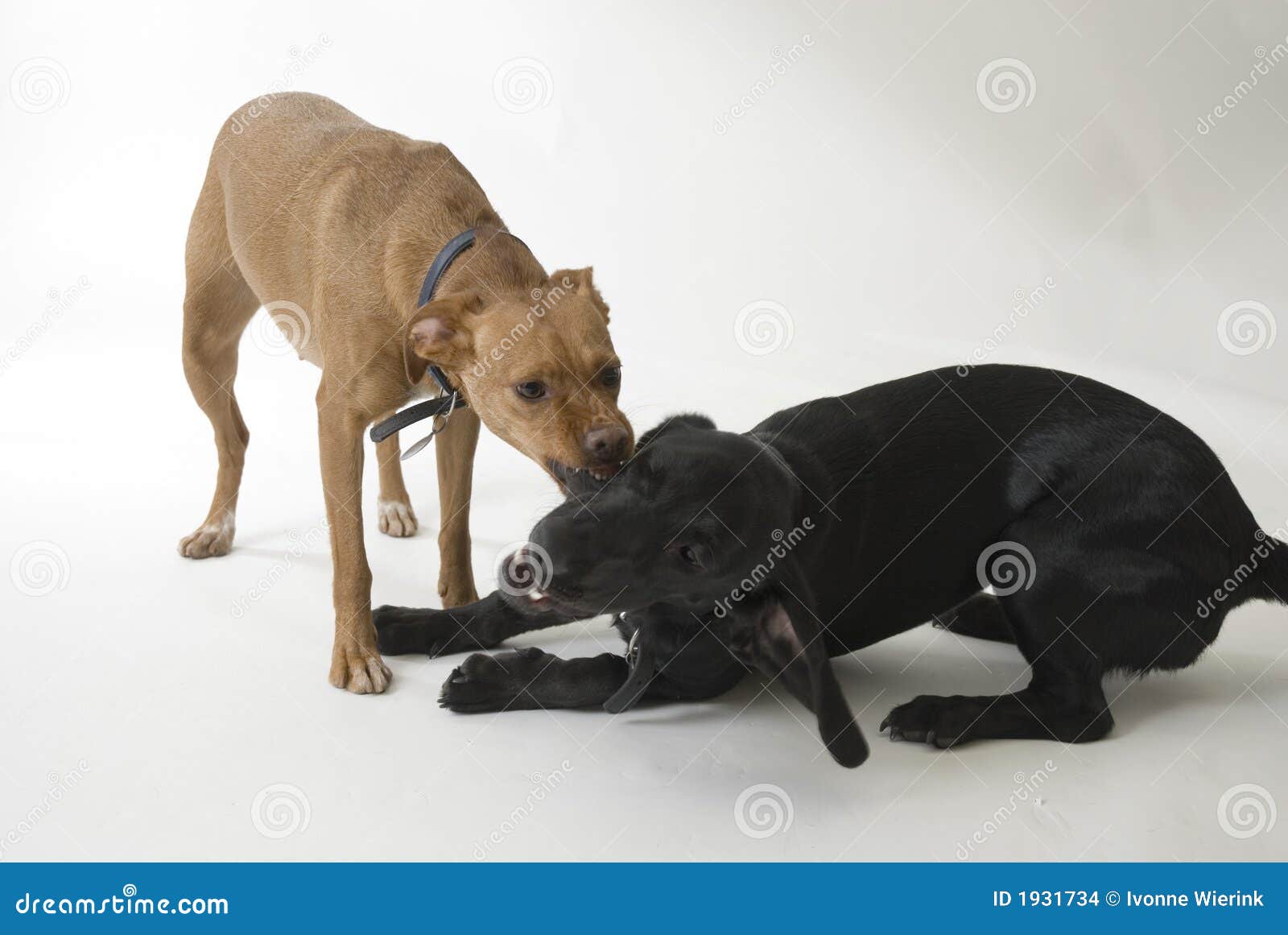 Fighting dogs stock photo. Image of fighting, playing - 1931734