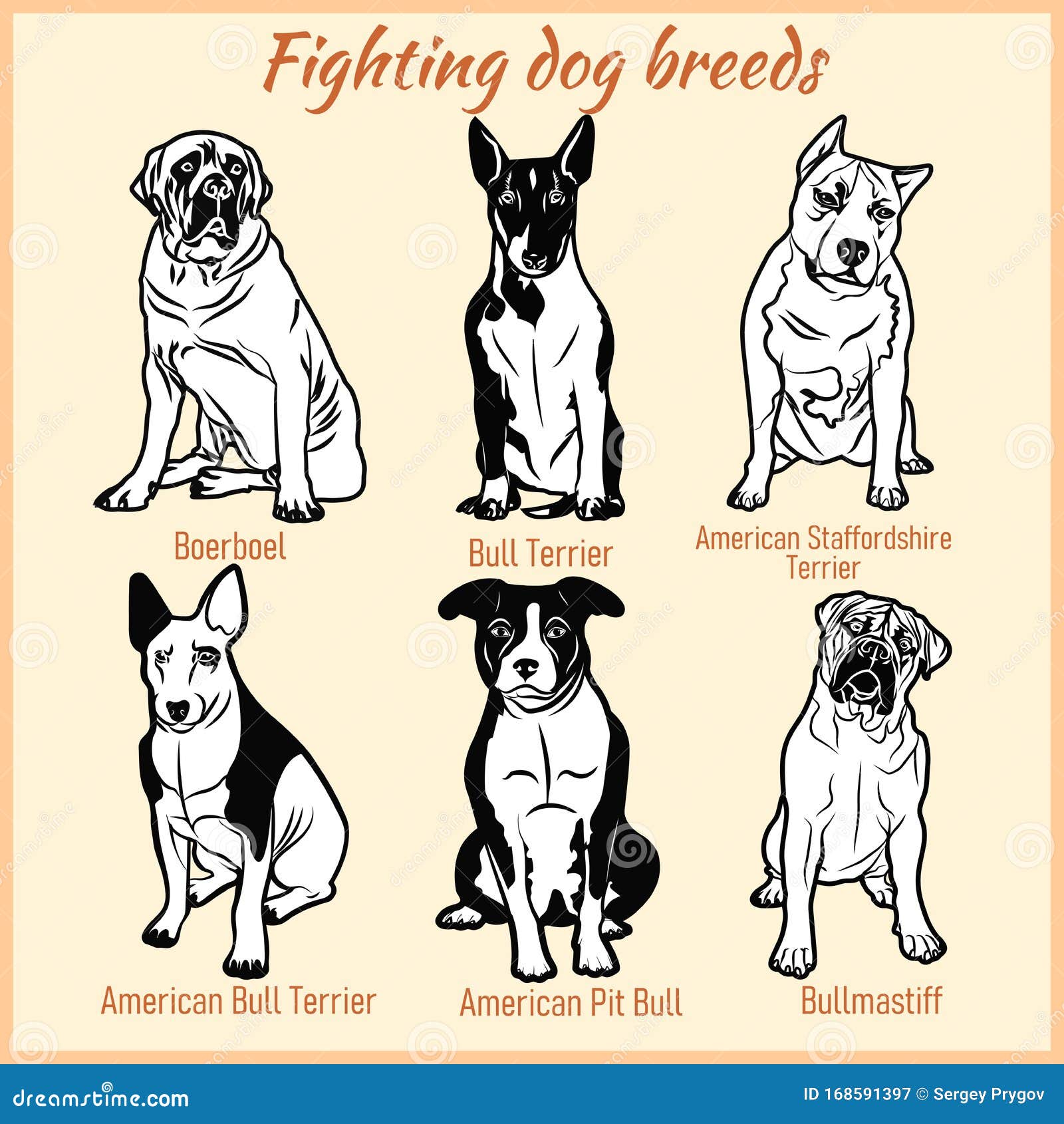 Fighting Dogs Breeds - Vector Set on White. Stock Vector - Illustration ...