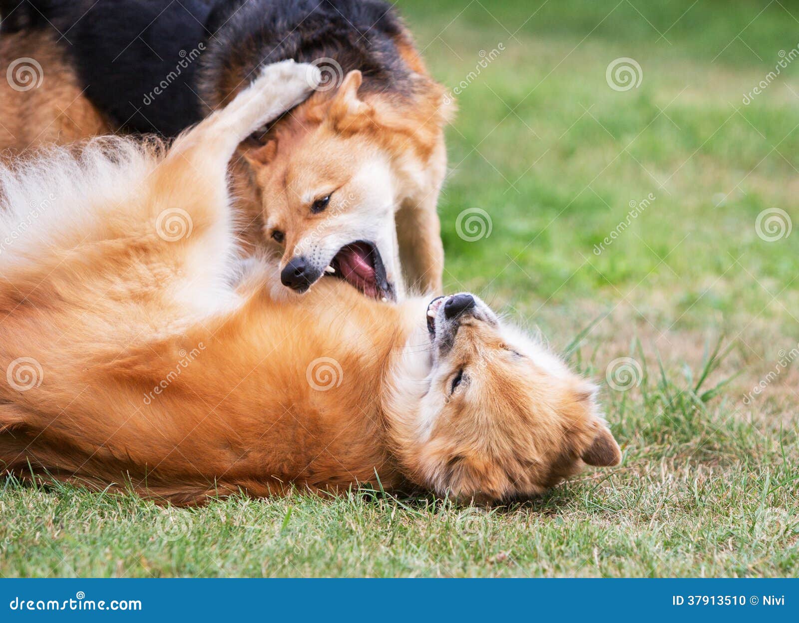 Fighting dogs stock photo. Image of canine, playing, submission - 37913510