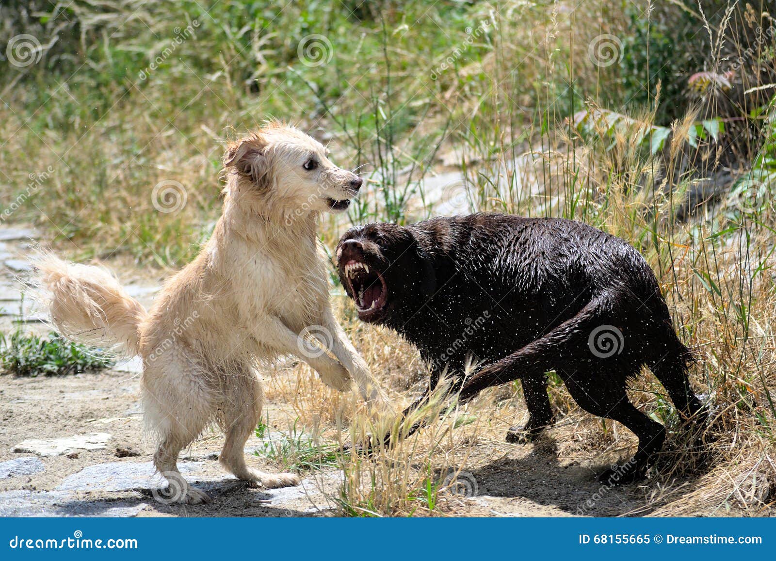 Fighting Dogs stock image. Image of labrador, brown, dogs - 68155665