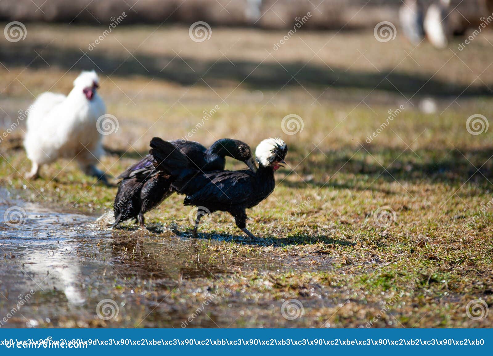 Fighting Duck and Chicken on the Water Stock Image - Image of white ...