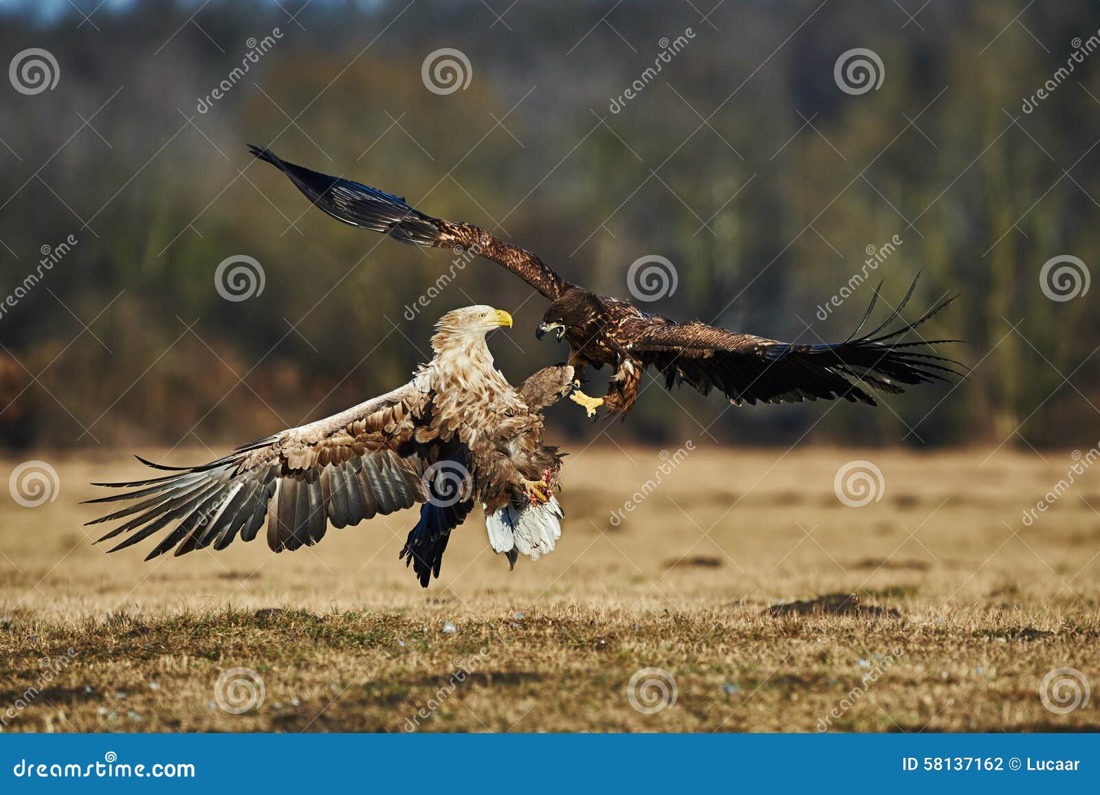 Fighting between eagles stock photo. Image of eagle, animal - 58137162