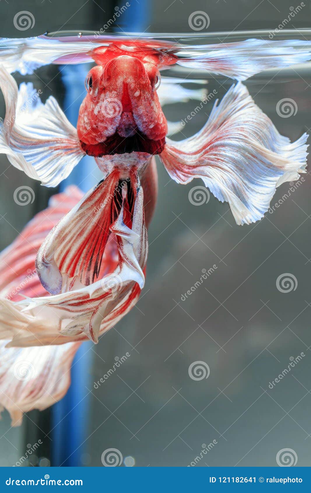 Fighting Fish , Beautiful Fish , Beautiful Colour.Siamese Fighting Fish ...