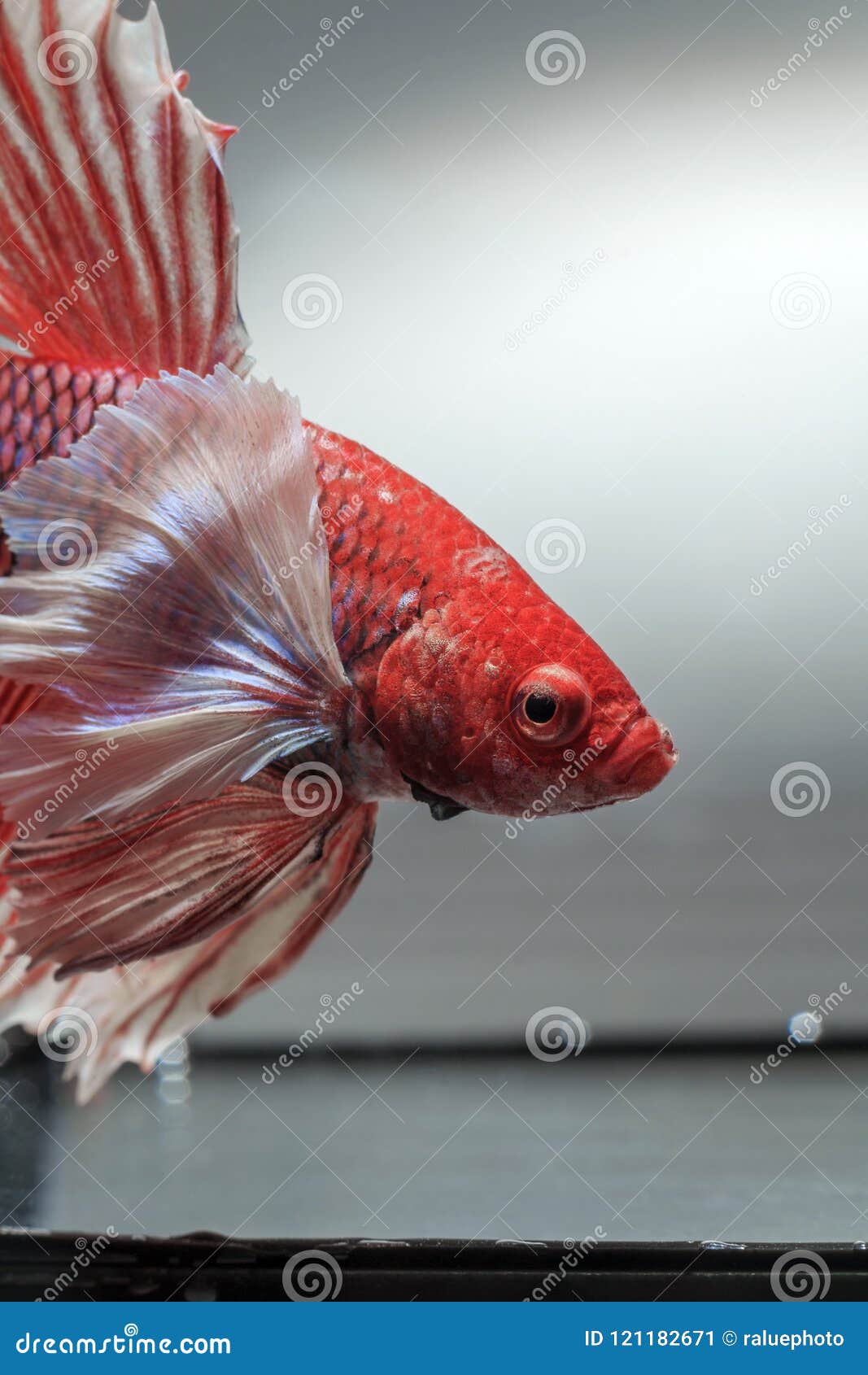 Fighting Fish , Beautiful Fish , Beautiful Colour.Siamese Fighting Fish ...