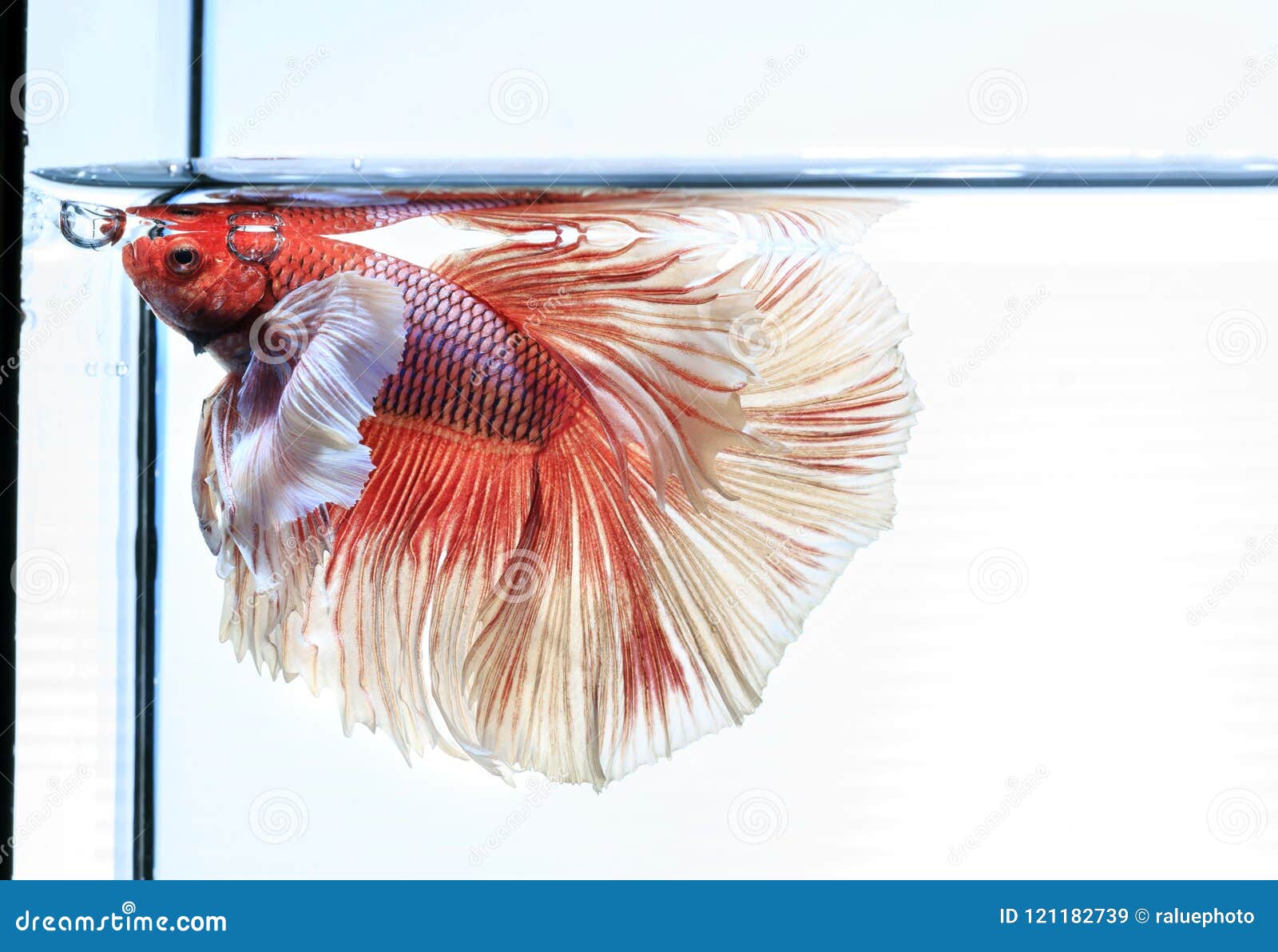 Fighting Fish , Beautiful Fish , Beautiful Colour.Siamese Fighting Fish ...