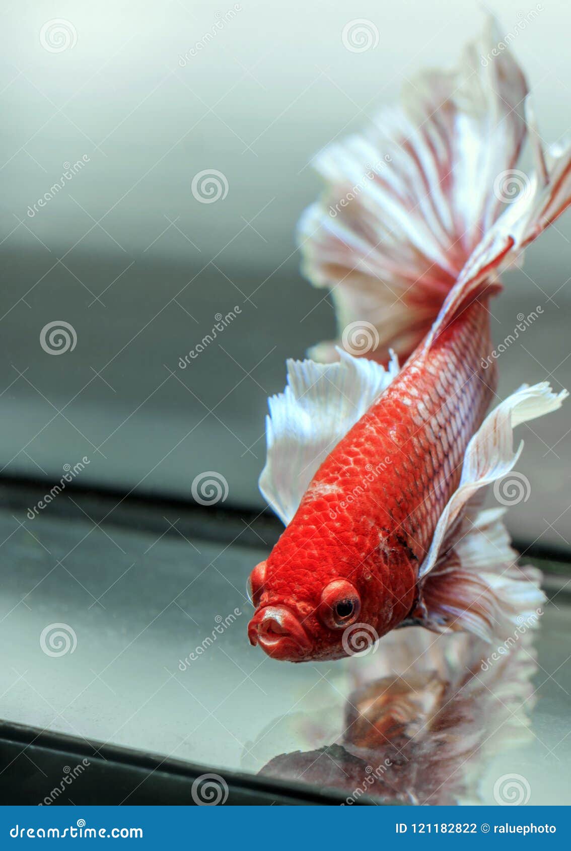Fighting Fish , Beautiful Fish , Beautiful Colour.Siamese Fighting Fish ...