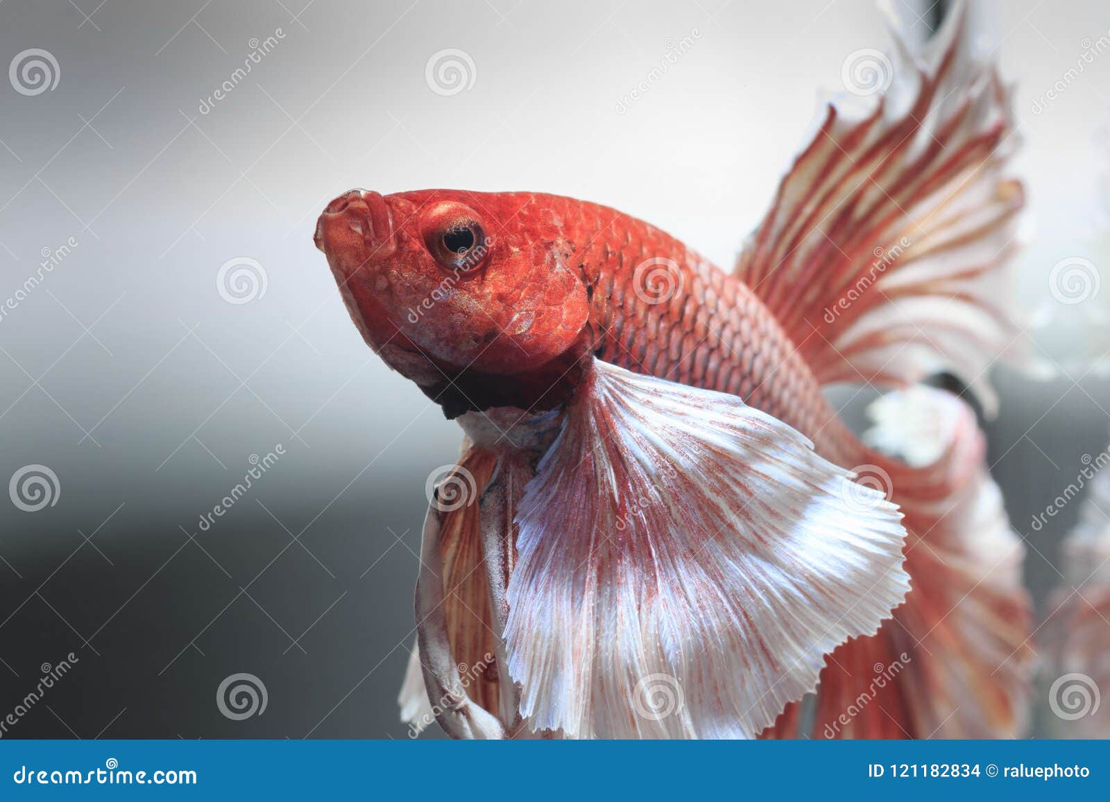 Fighting Fish , Beautiful Fish , Beautiful Colour.Siamese Fighting Fish ...