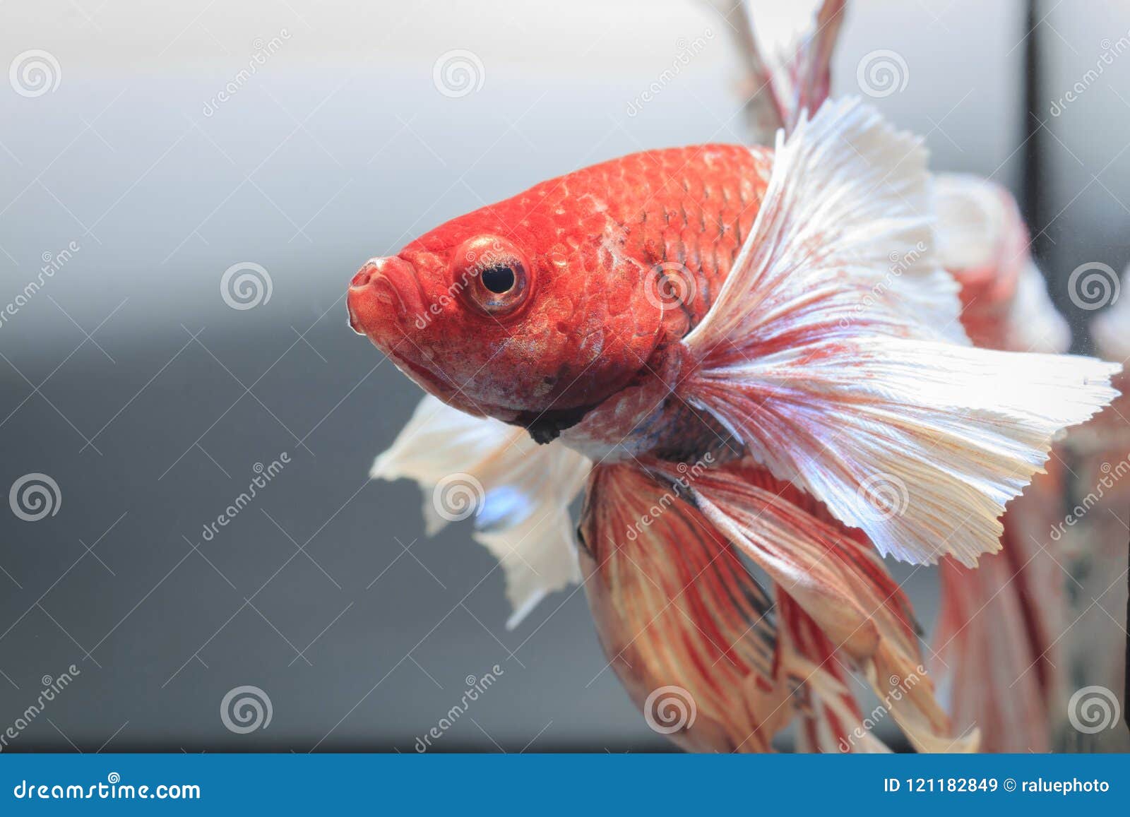 Fighting Fish , Beautiful Fish , Beautiful Colour.Siamese Fighting Fish ...