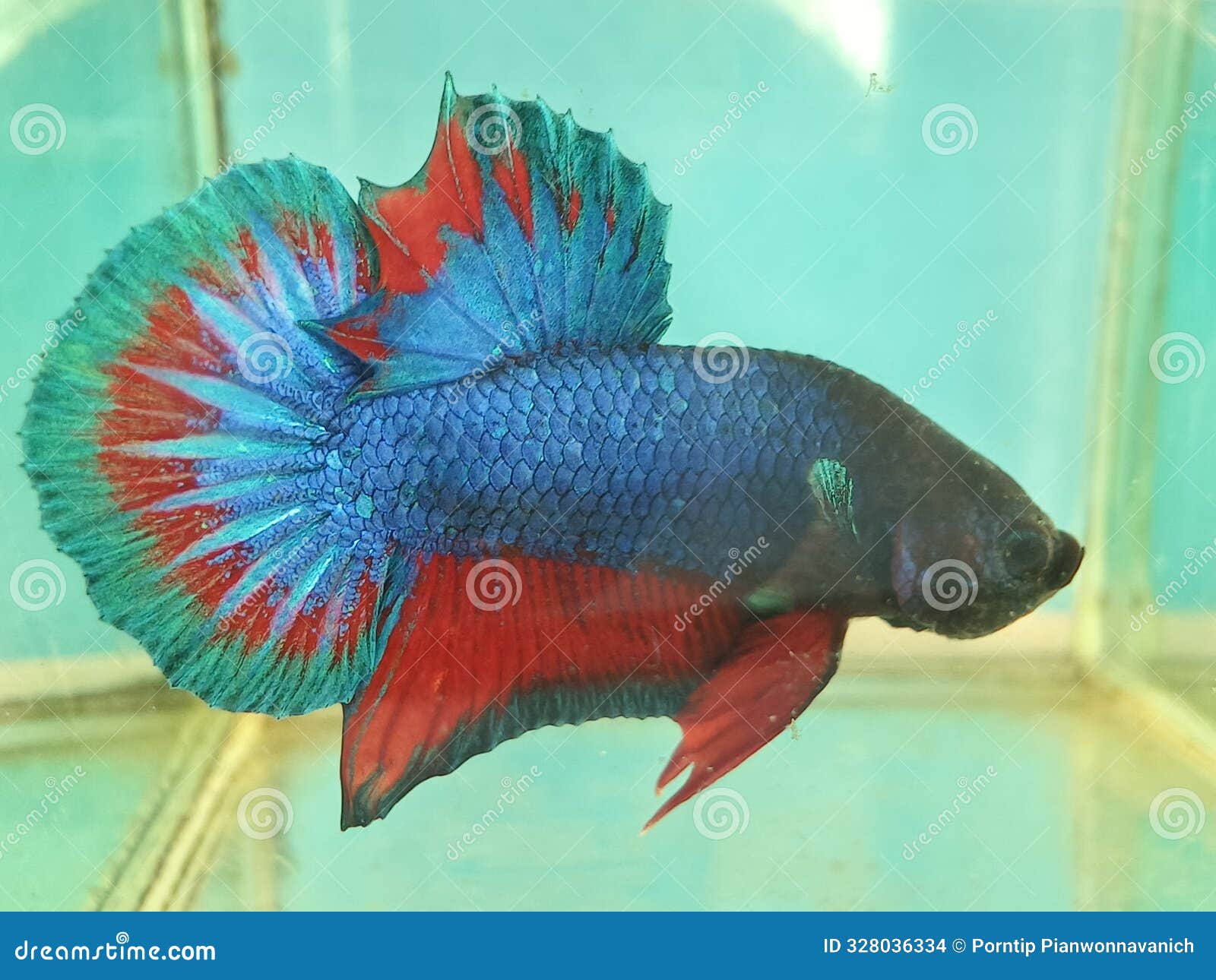 Fighting Fish, Beautiful Fish, Thai Striped Fighting Fish, Betta Fish ...