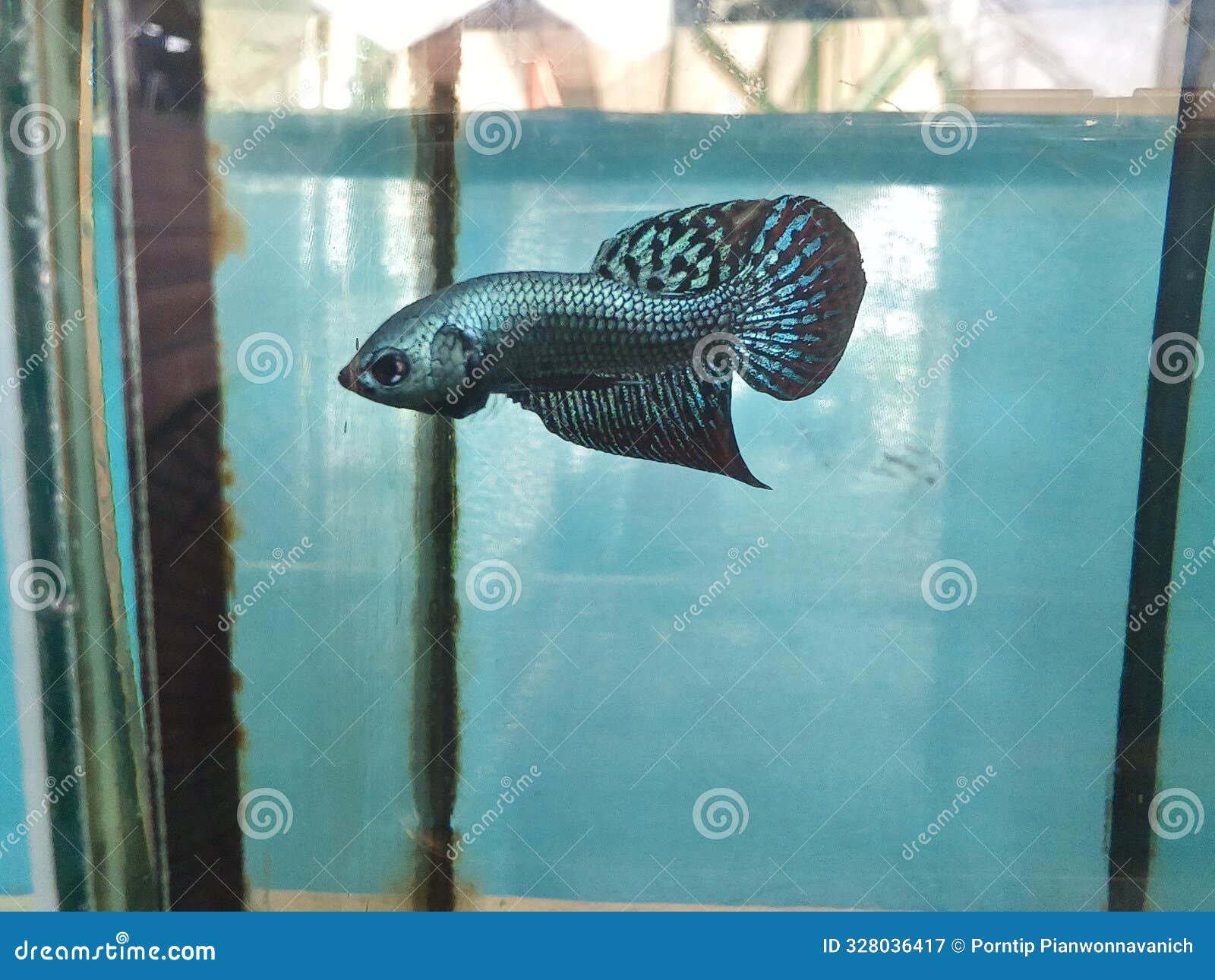 Fighting Fish, Beautiful Fish, Thai Striped Fighting Fish, Betta Fish ...