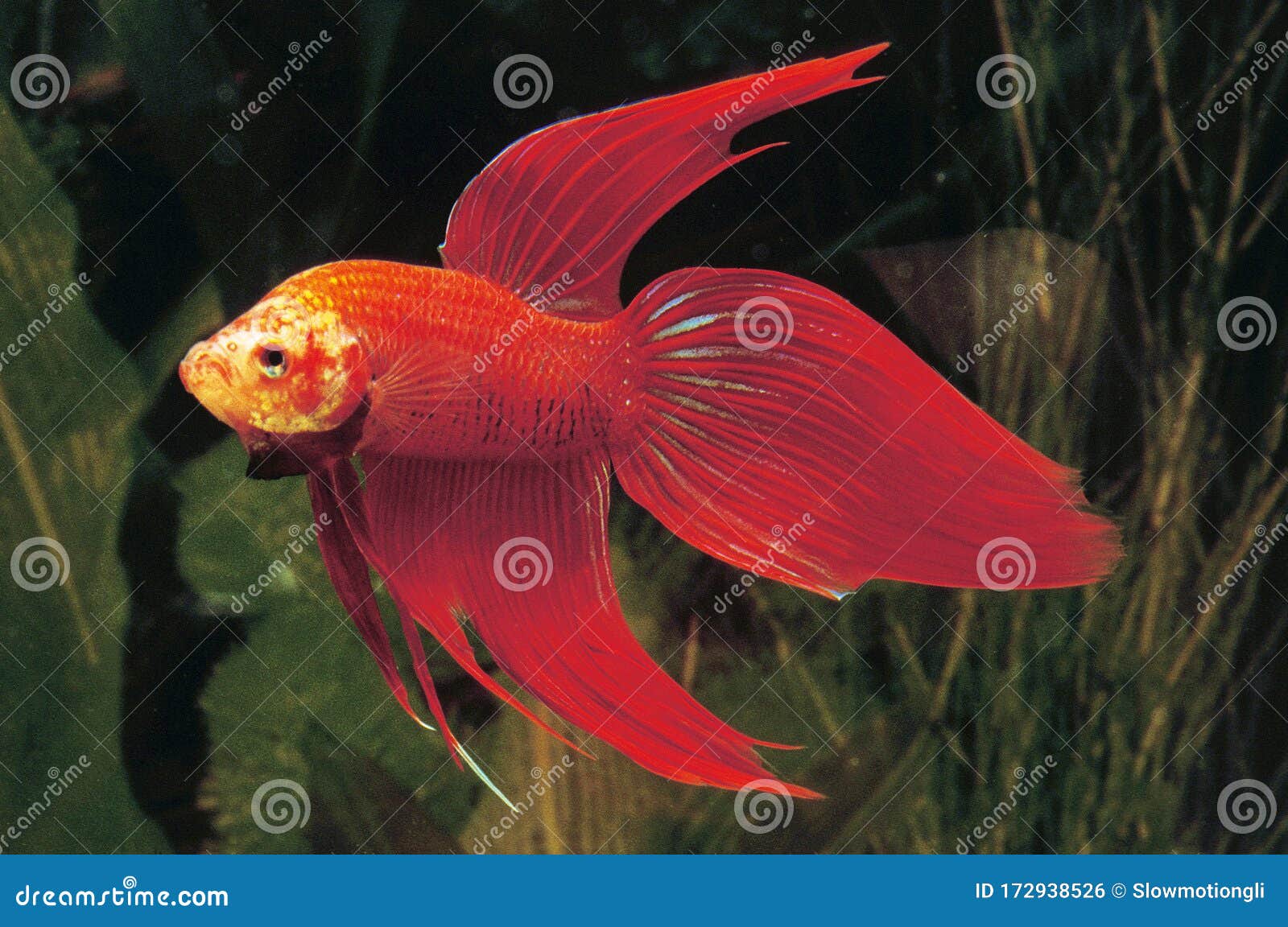 COMBATTANT betta splendens stock photo. Image of wildlife - 172938526
