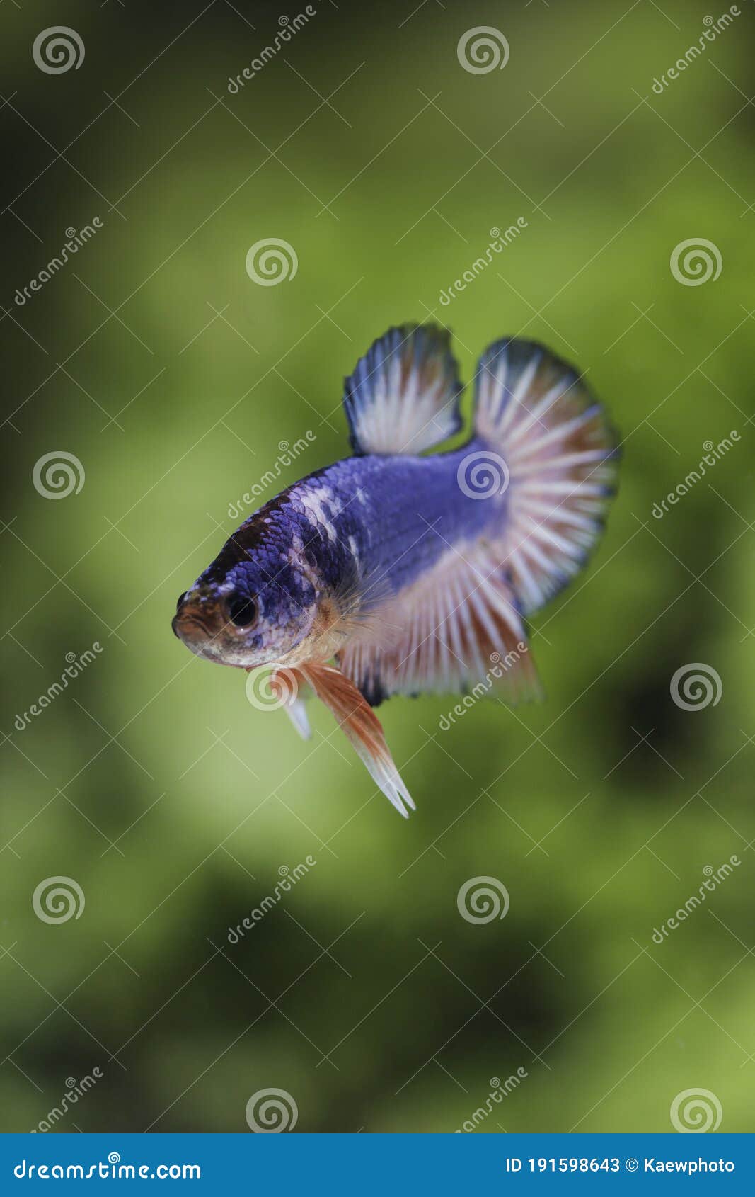 Fighting Fish Betta Splendens Fish with a Beautiful Stock Image - Image ...