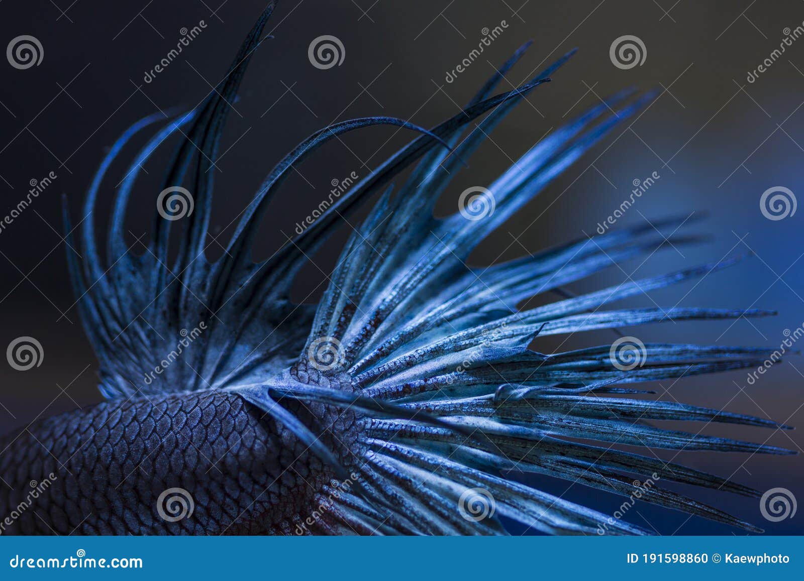 Fighting Fish Betta Splendens Fish with a Beautiful Stock Photo - Image ...