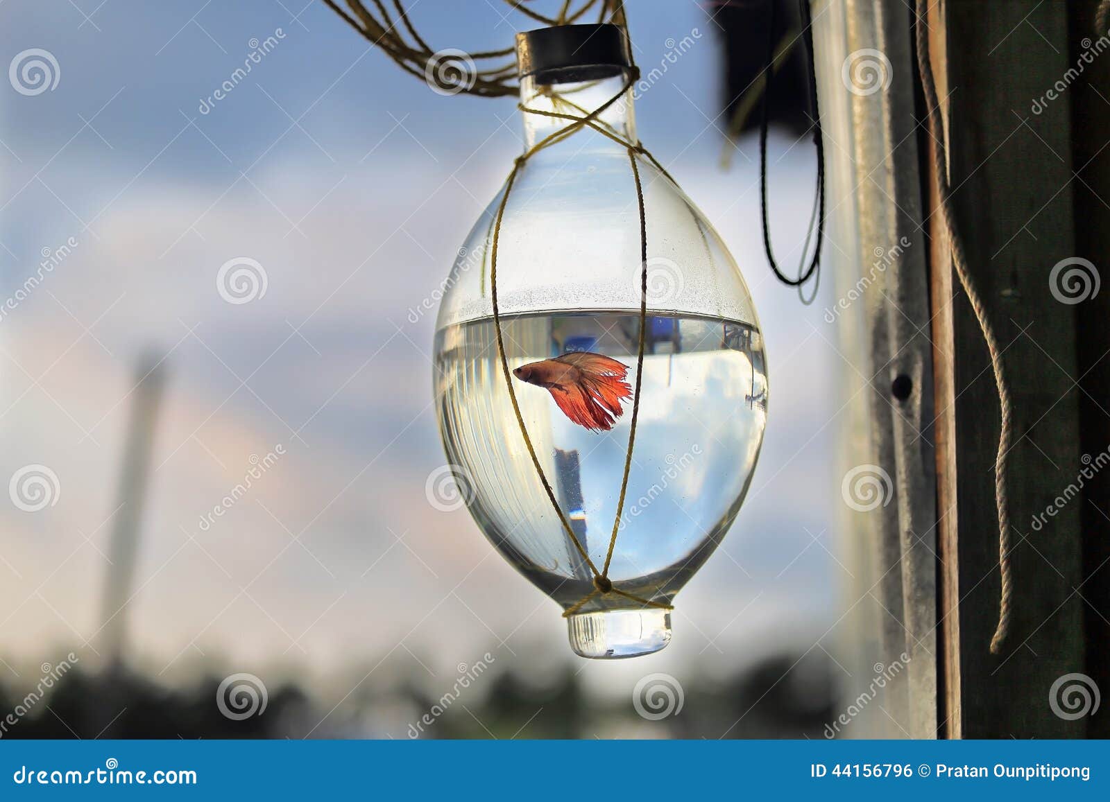 Fighting Fish in the Bottle Stock Photo - Image of sunlight, fish: 44156796