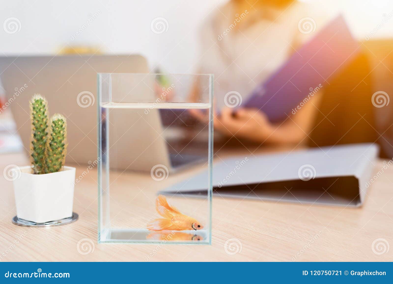 Fighting Fish in a Bowl on the Office Table Stock Image - Image of ...