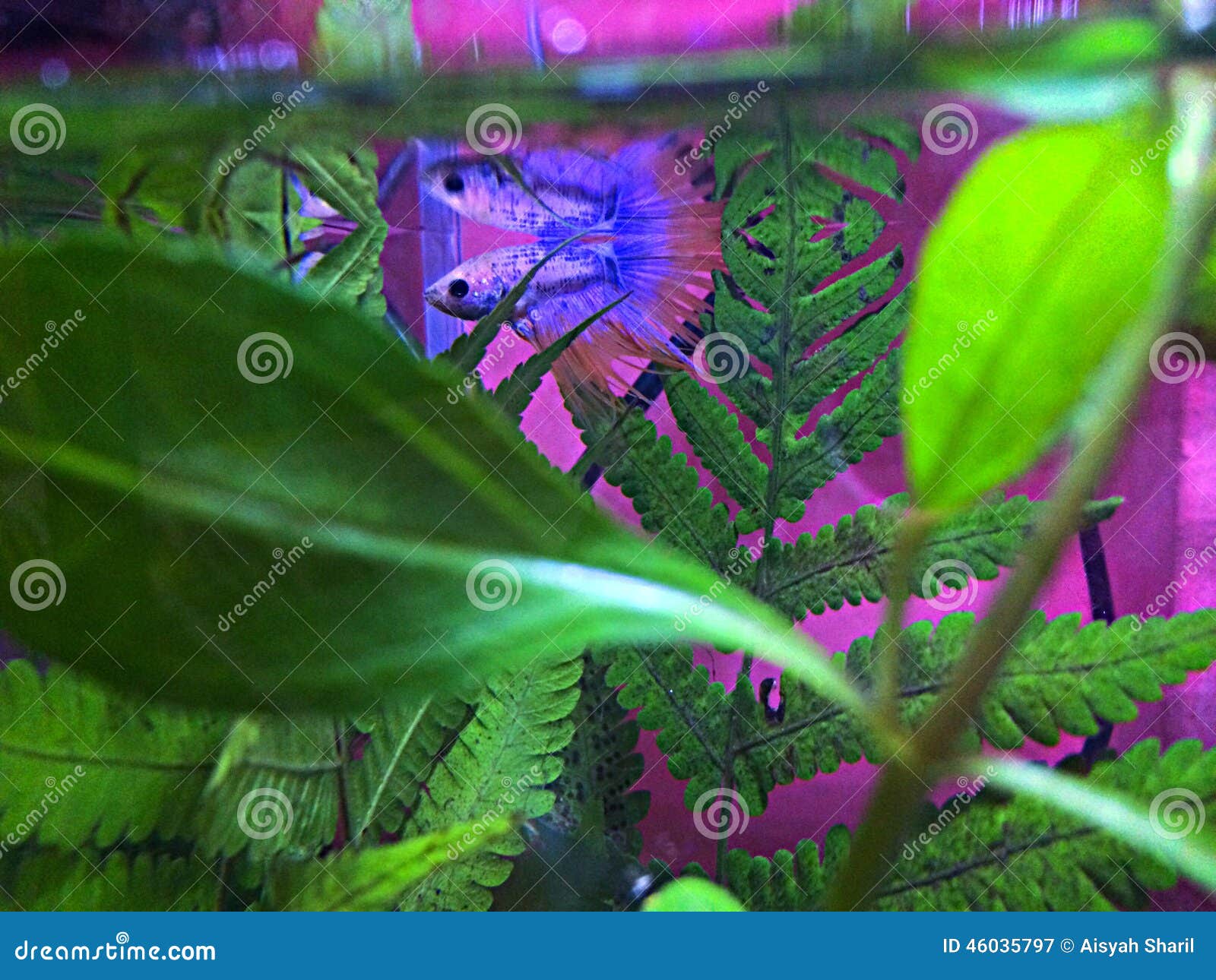 Fighting Fish stock image. Image of yellow, crowntail - 46035797