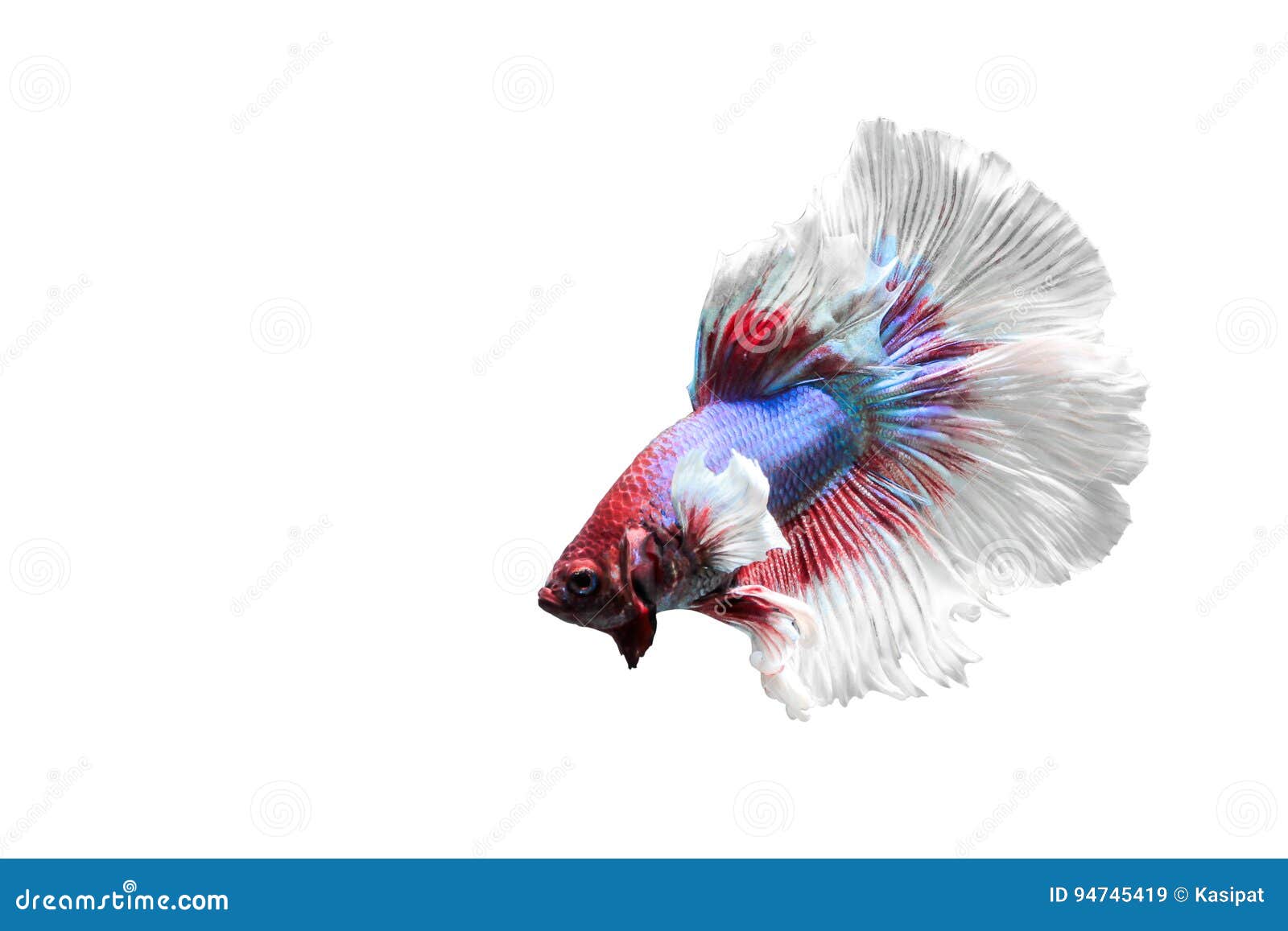 Fighting fish stock image. Image of power, color, thailand - 94745419
