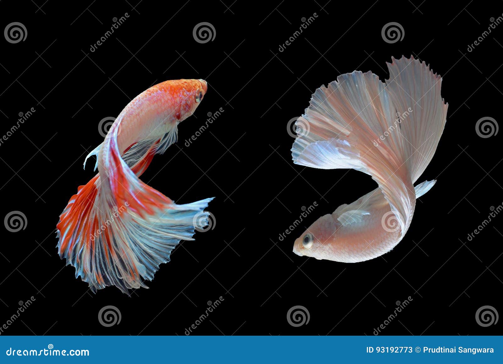 Fighting fish stock image. Image of domestic, fight, fighting - 93192773