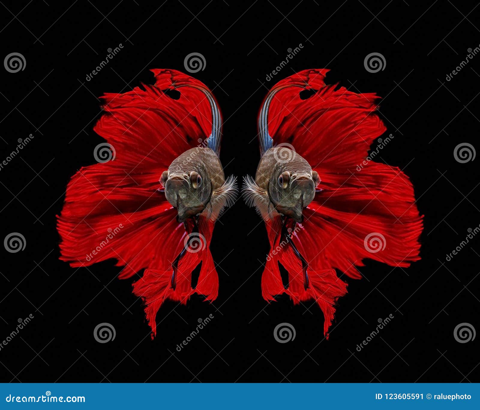 Fighting Fish, Red Fish on a Black Background, Color Siamese Fighting ...