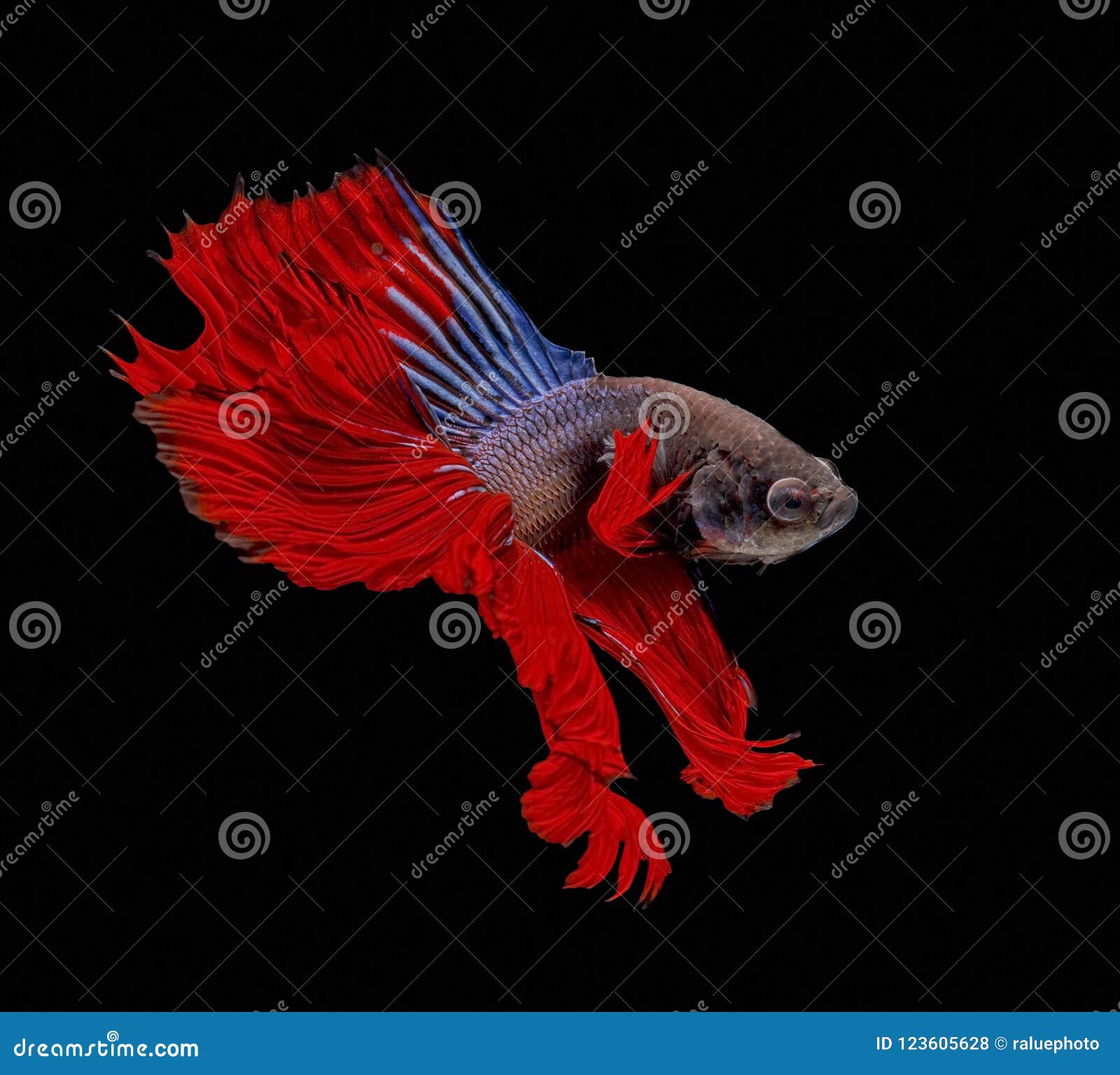 Fighting Fish, Red Fish on a Black Background, Color Siamese Fighting ...