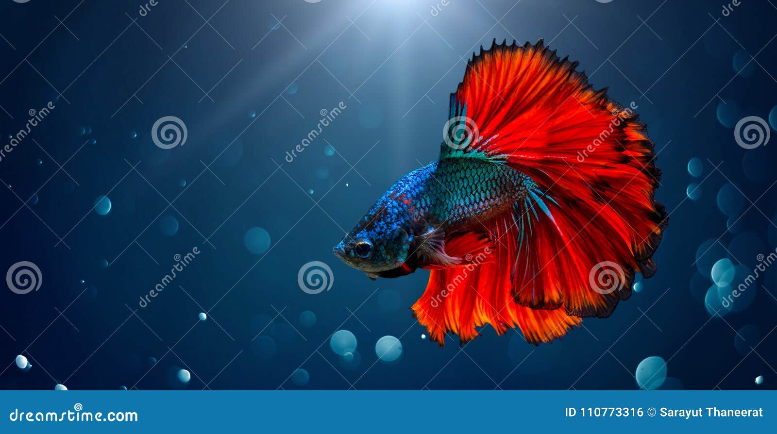 Fighting Fish Red Blue Light Background with Bokeh Stock Photo - Image ...