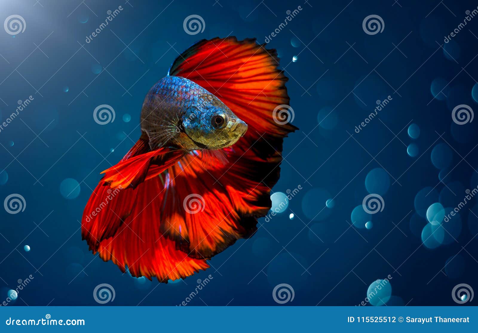 Fighting Fish Red Blue Light Background with Bokeh Stock Photo - Image ...
