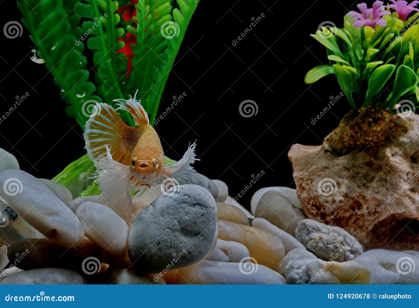 Fighting Fish, Siamese Fish, in a Fish Tank Decorated with Pebbles and ...