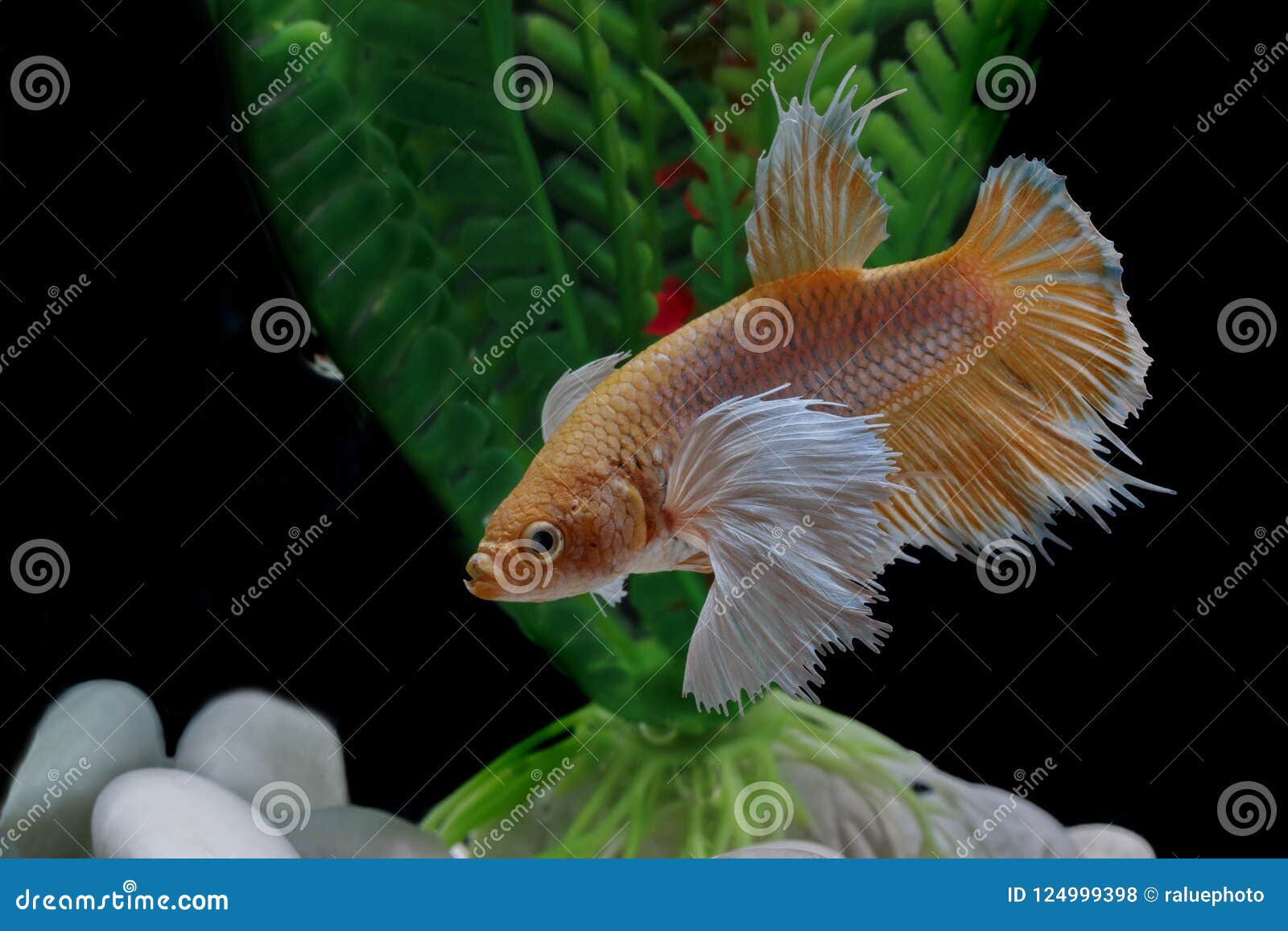 Fighting Fish, Siamese Fish, in a Fish Tank Decorated with Pebbles and ...