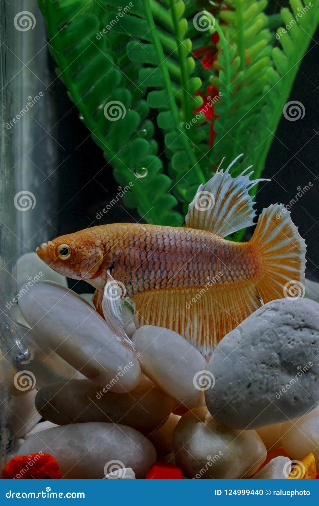 Fighting Fish, Siamese Fish, in a Fish Tank Decorated with Pebbles and ...