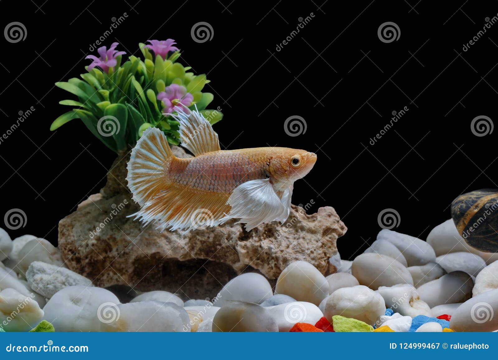 Fighting Fish, Siamese Fish, in a Fish Tank Decorated with Pebbles and ...