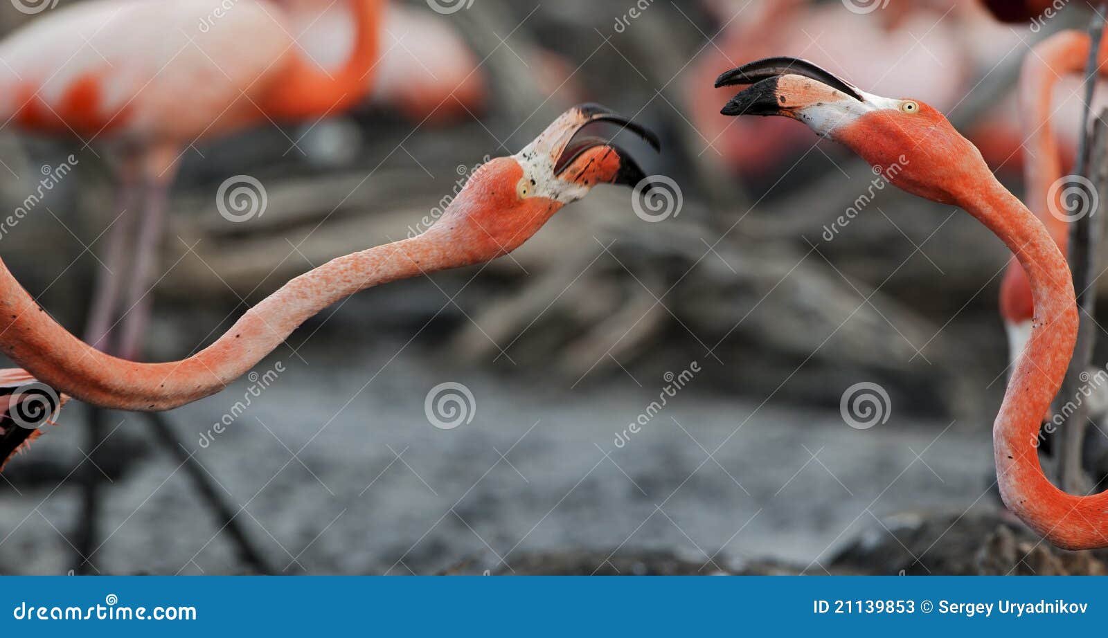Fighting flamingos. stock image. Image of feather, flamingos - 21139853