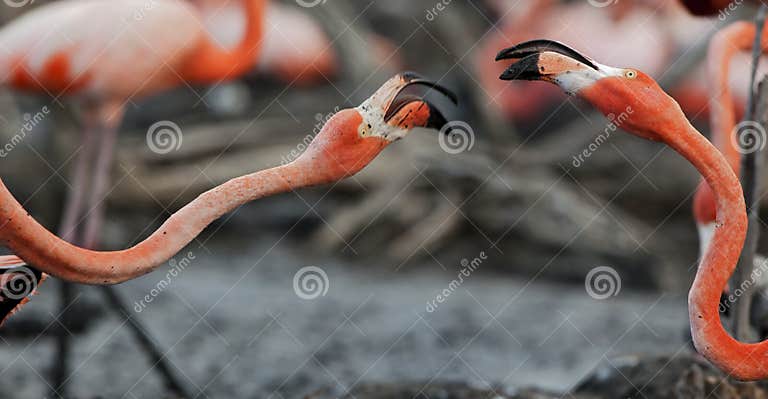 Fighting flamingos. stock image. Image of feather, flamingos - 21139853