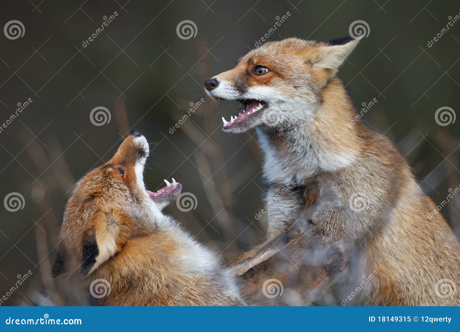 Fighting foxes stock image. Image of predator, hunting - 18149315