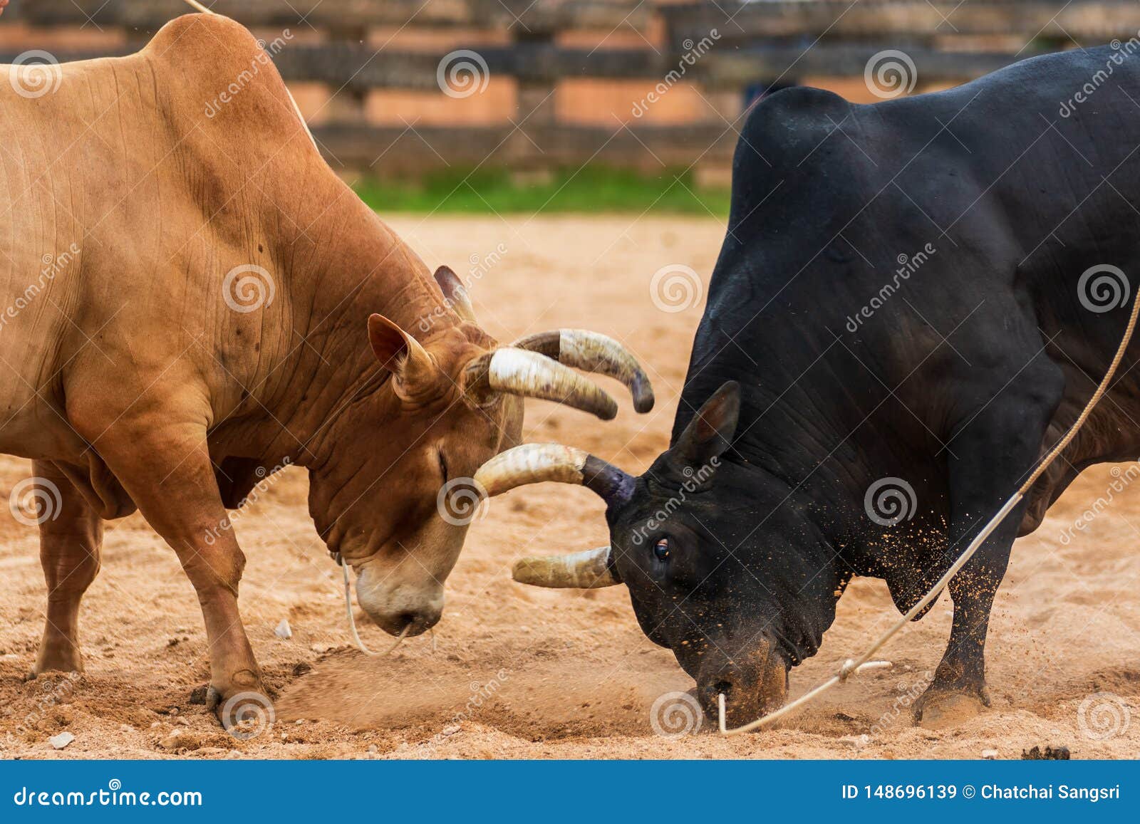 Fighting game of the bull stock image. Image of cattle - 148696139