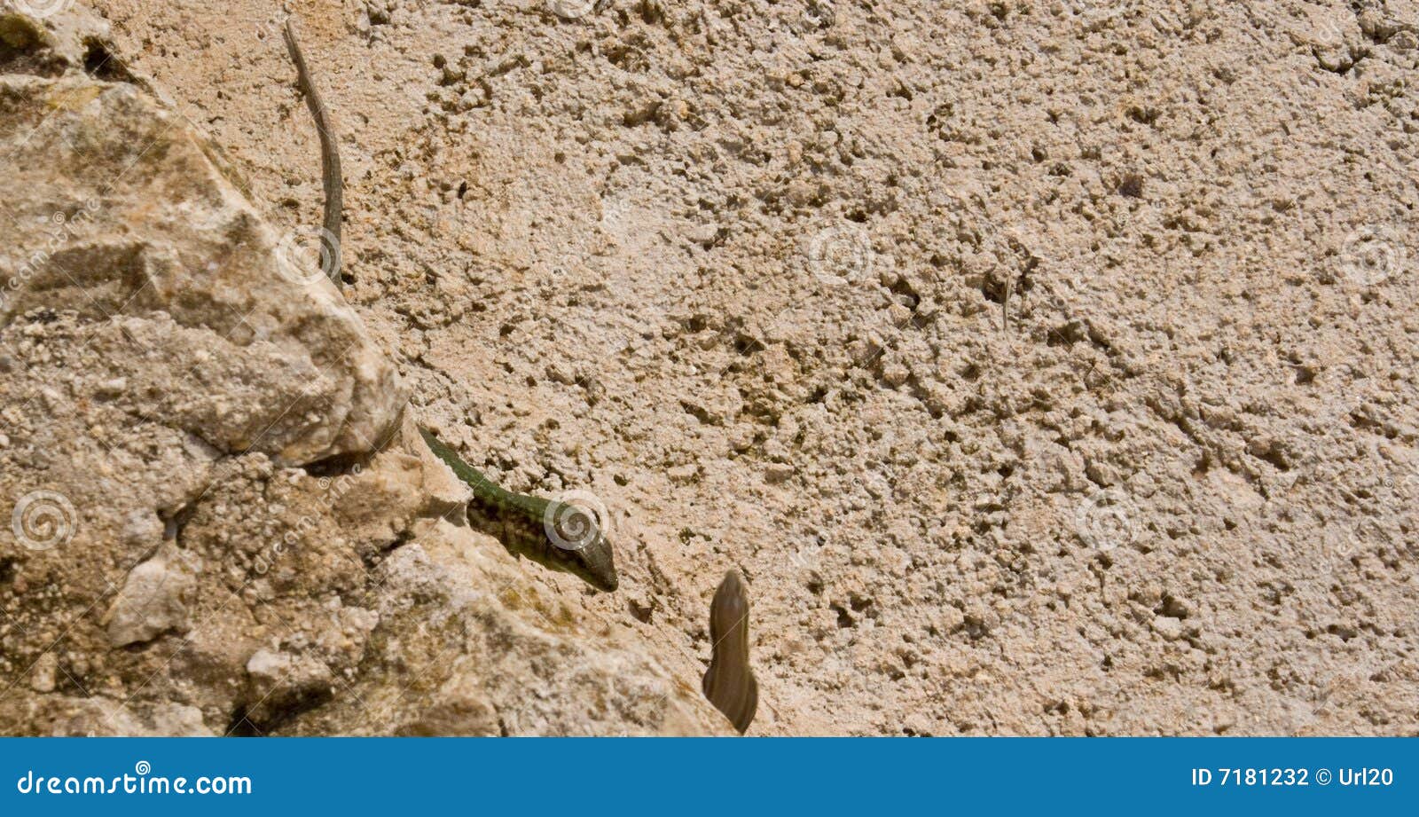 Fighting Geckos Photos - Free & Royalty-Free Stock Photos from Dreamstime