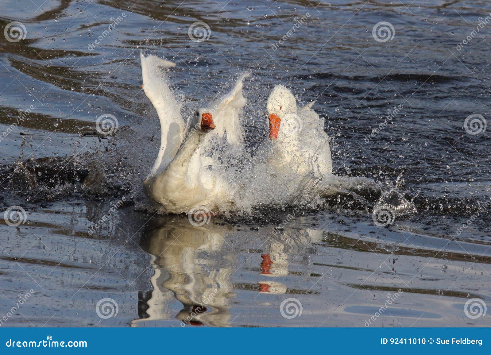 Fighting Geese stock photo. Image of breeding, pair, mating - 92411010