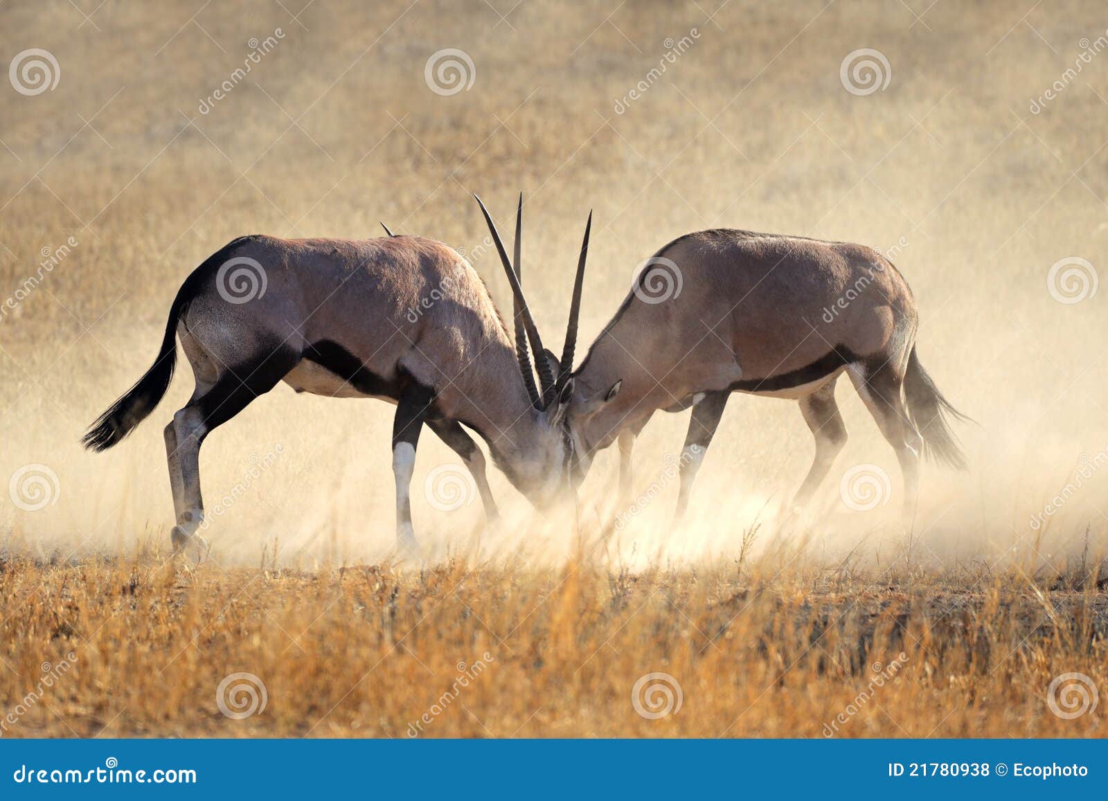 Fighting Gemsbok stock photo. Image of herbivore, dust - 21780938