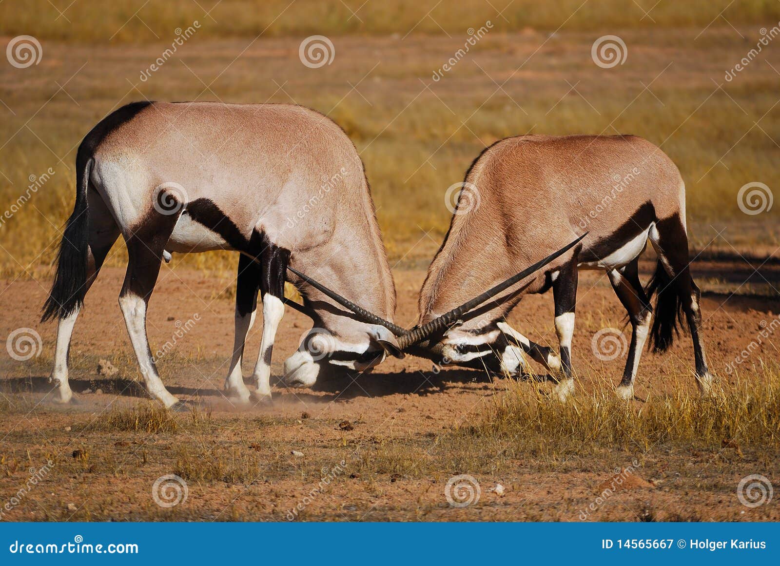 Fighting Gemsbok (Oryx Gazella) Stock Image - Image of africa, oryx ...