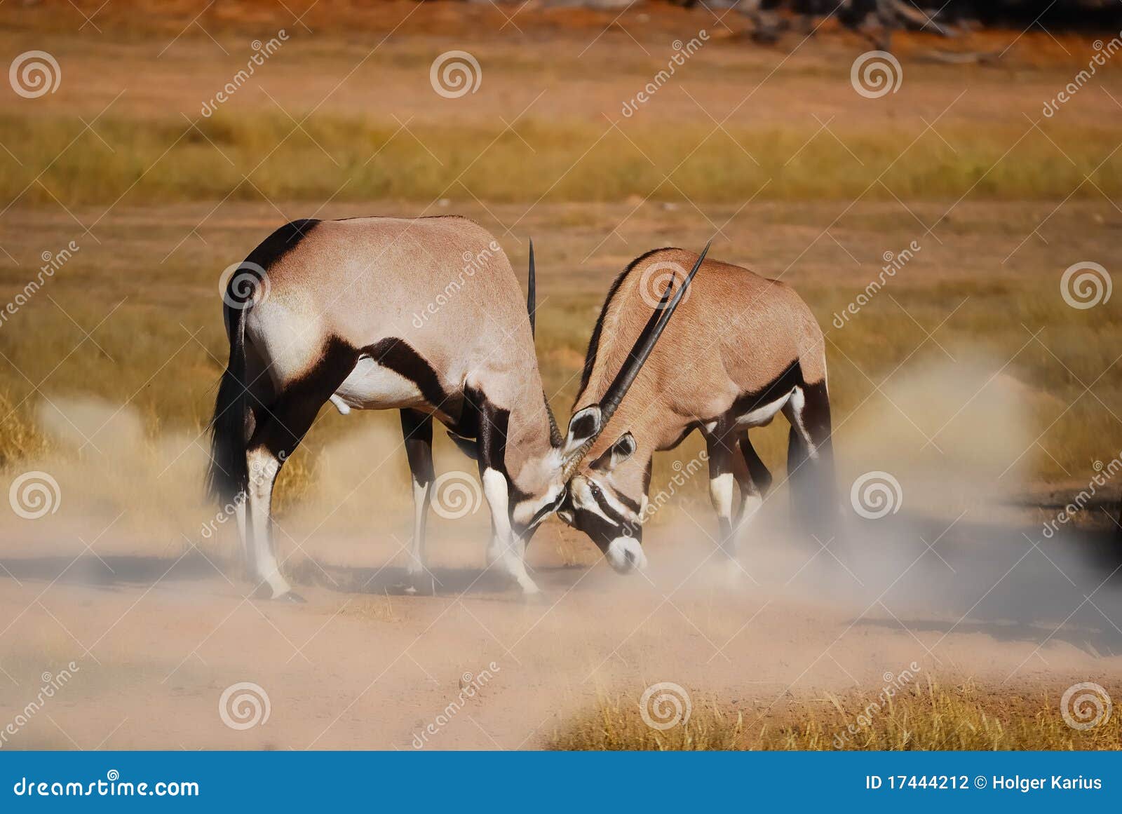 Fighting Gemsbok (Oryx Gazella) Stock Photo - Image of gemsbok, animal ...