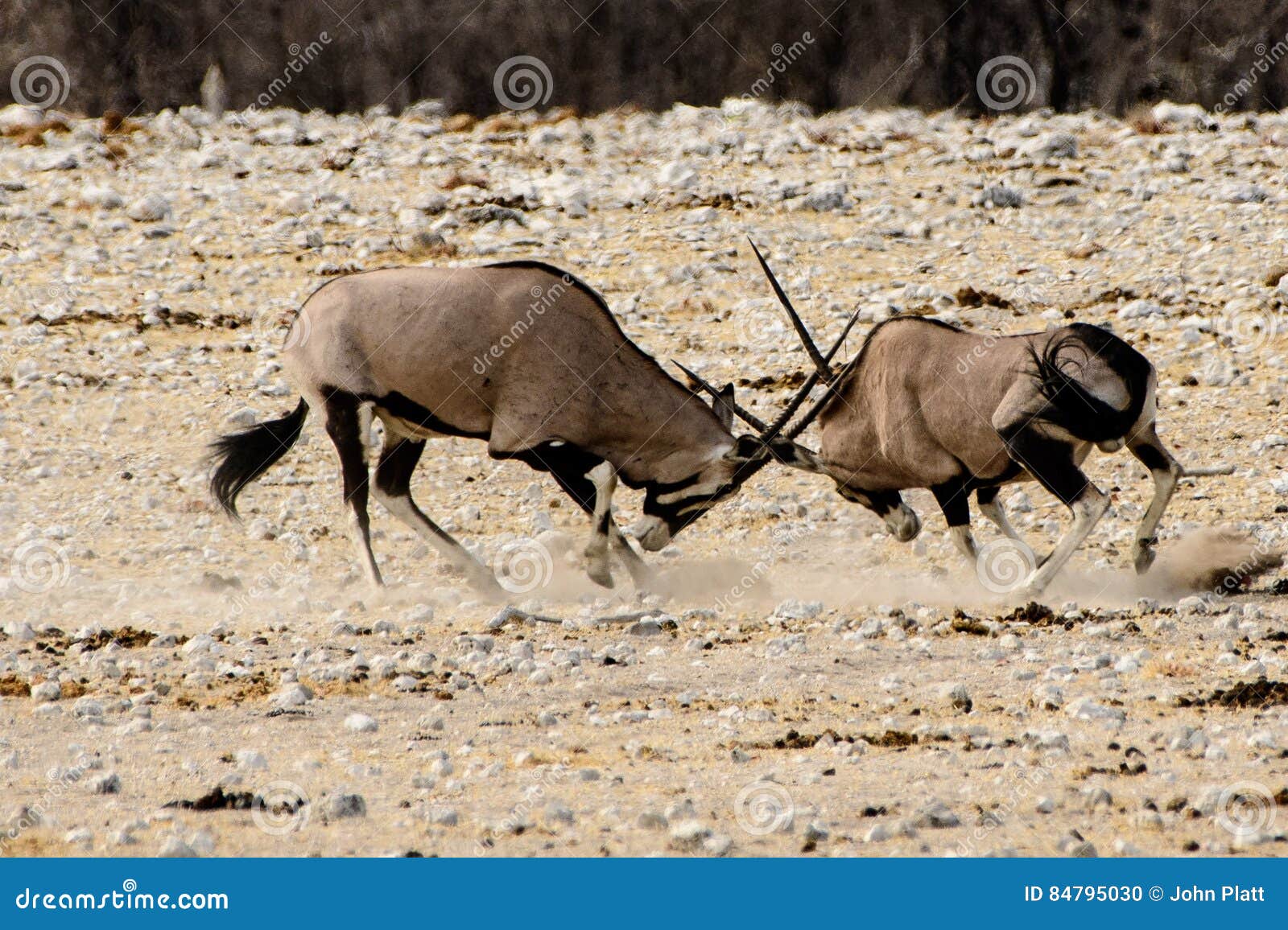 Fighting Gemsbok Testing Each Others Strength Stock Photo - Image of ...