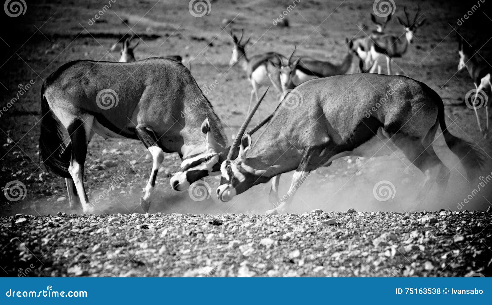 Fighting gemsbok stock photo. Image of dust, namibia - 75163538