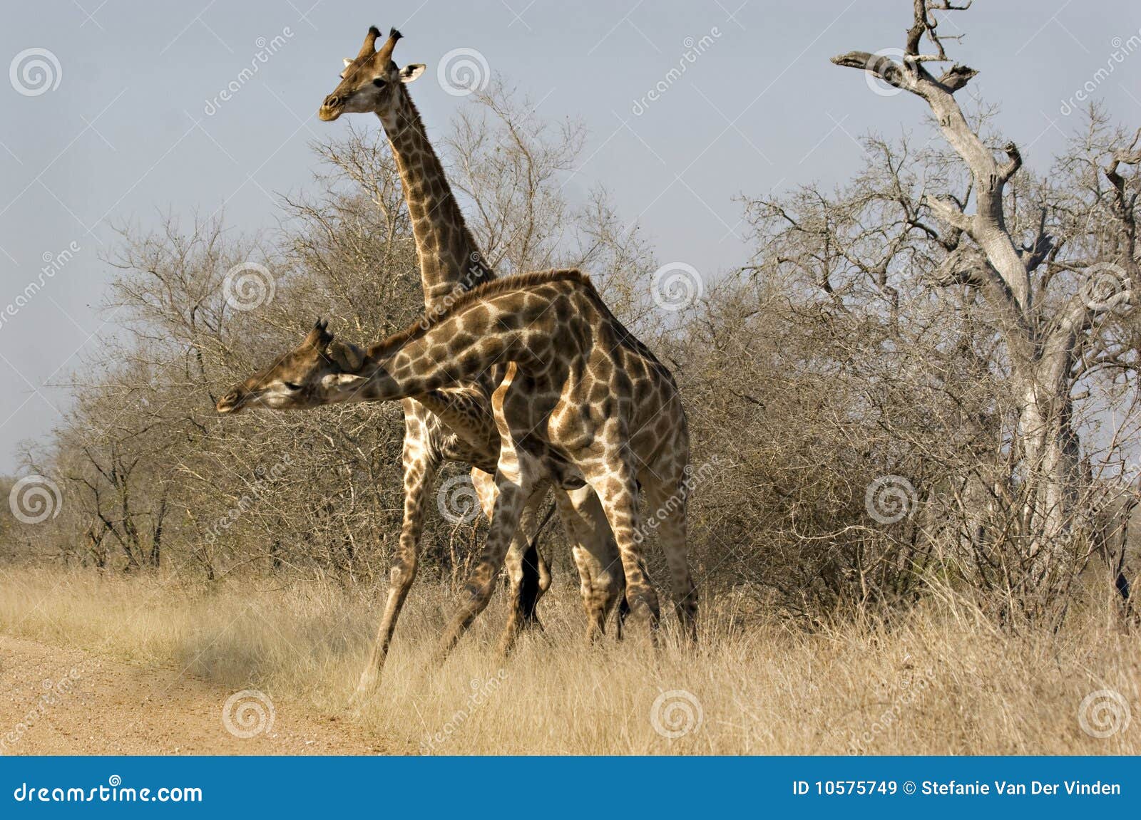 Fighting giraffes stock image. Image of males, fighting - 10575749