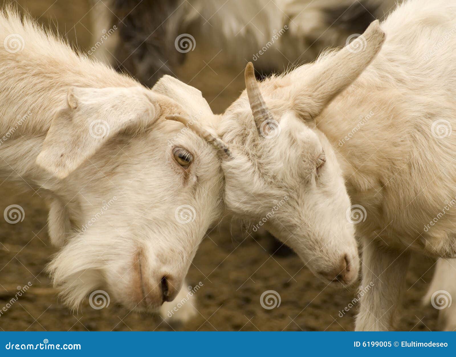 Fighting goats stock image. Image of loving, child, goats - 6199005