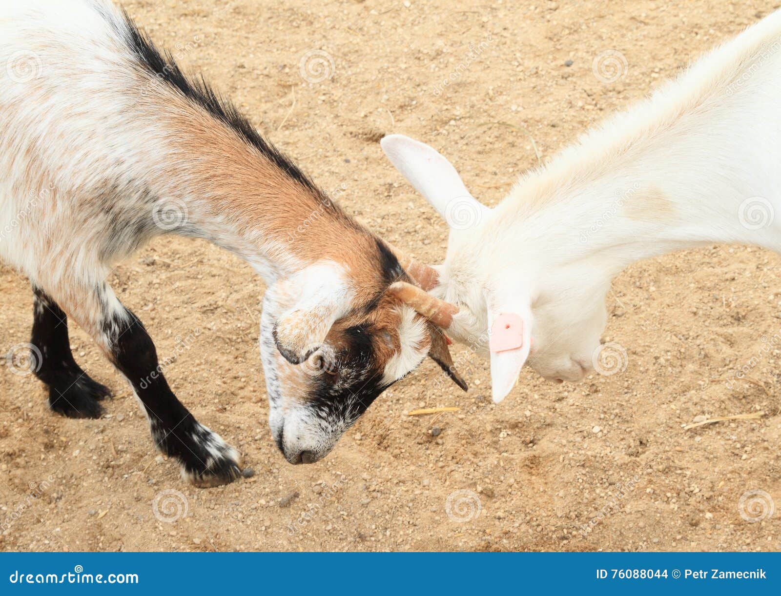 Fighting Goats Royalty-Free Stock Photo | CartoonDealer.com #6199005